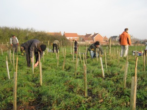 Tree planting in Norfolk | TCV