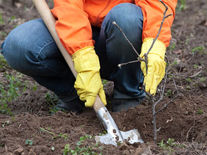 I Dig Trees – 100 Year Legacy | TCV