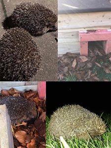 HogWatch Scotland | TCV