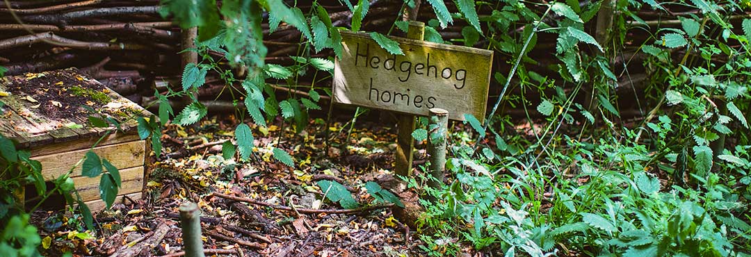 Support from players of People’s Postcode Lottery for a Covid-19 green ...