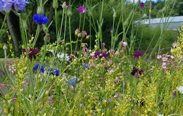 Wildflowers in spring: A guide