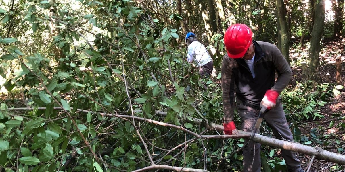 Controlling invasive species, giving native flora a chance to thrive