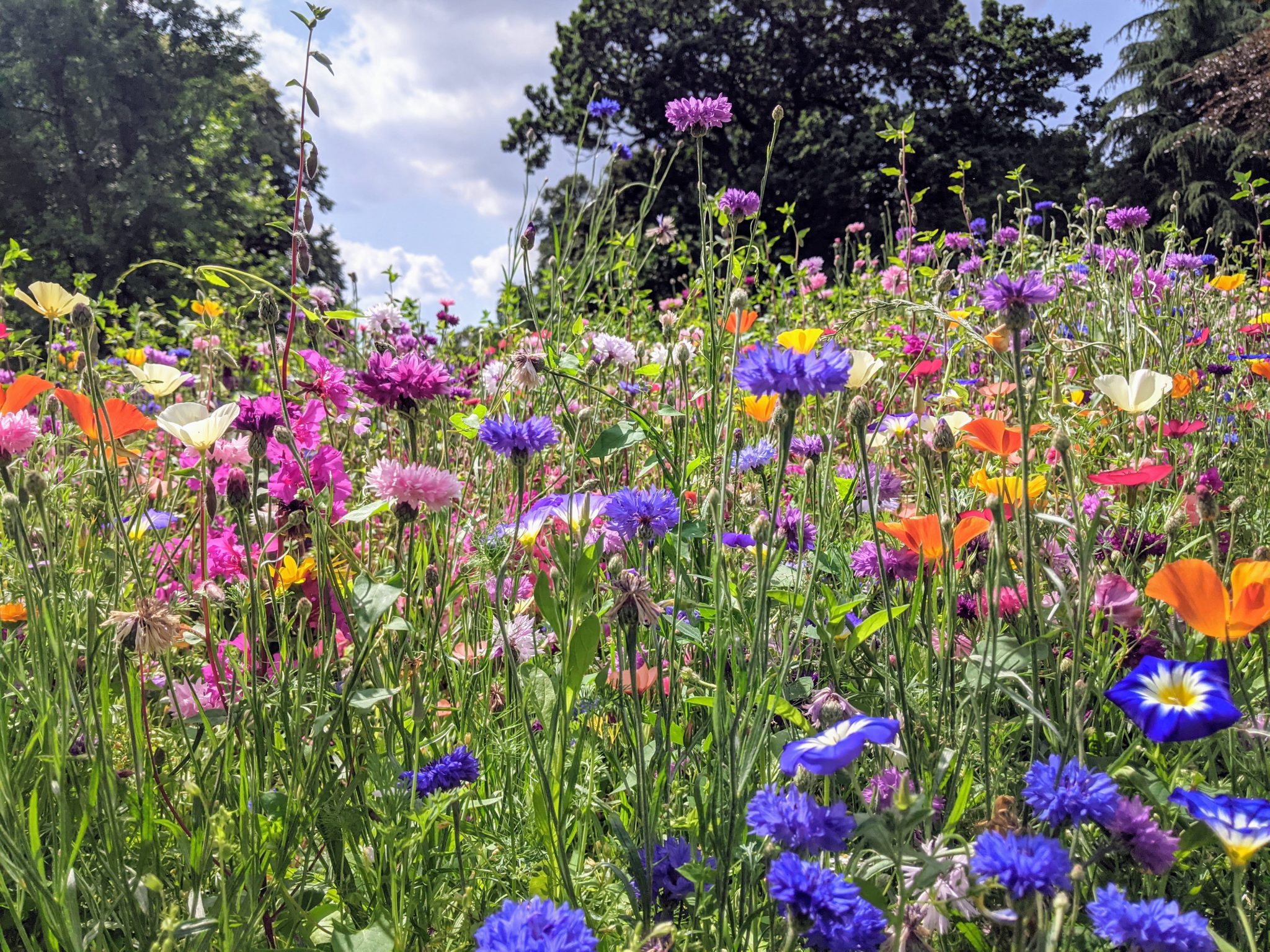 Wildflowers in spring: A guide