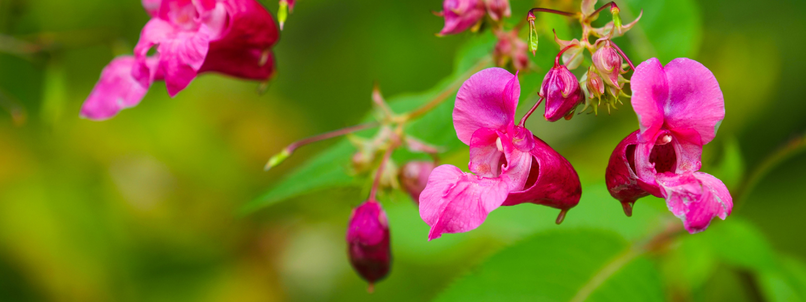 Invasive Non-Native Plant Species in the UK