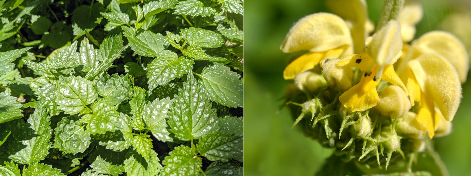 Invasive Non-Native Plant Species in the UK