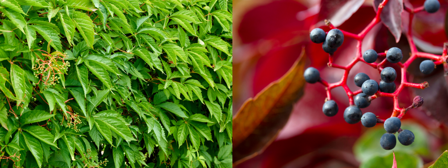 Invasive Non-Native Plant Species in the UK