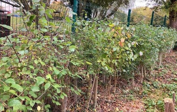 Free Trees for Communities Across the UK