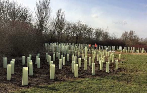 Free Trees for Communities Across the UK