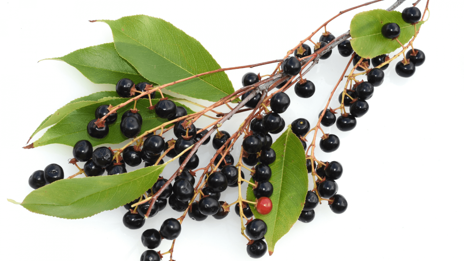 Bird Cherry (Prunus padus) Tree Profile