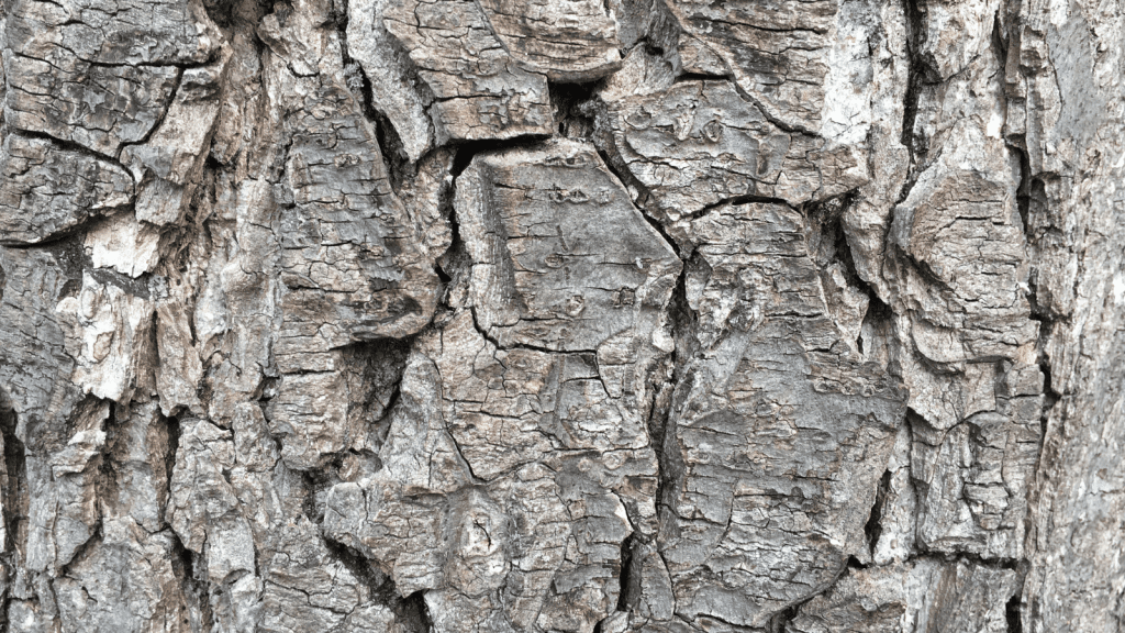 Common Alder (Alnus glutinosa) Tree Profile