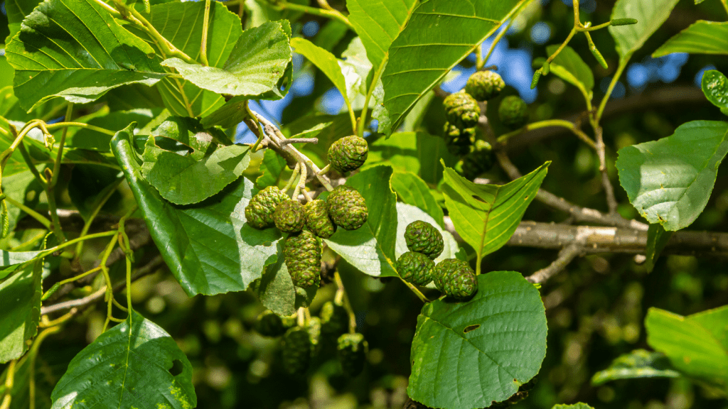 Common Alder (Alnus glutinosa) Tree Profile