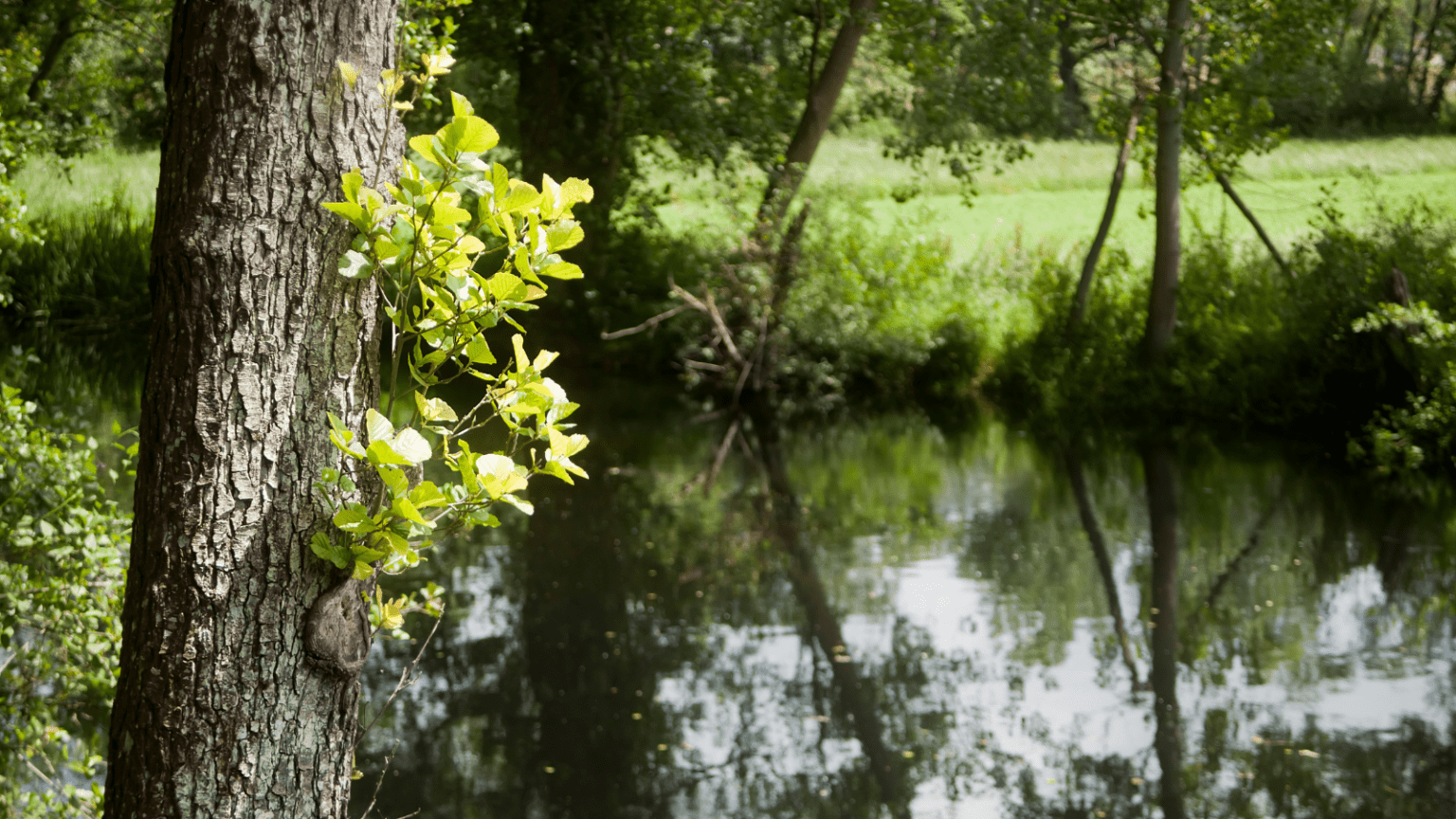 Common Alder (Alnus glutinosa) Tree Profile