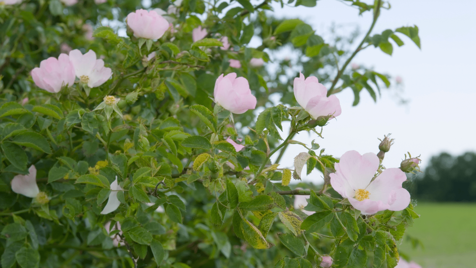 Dog Rose (Rosa canina) | TCV