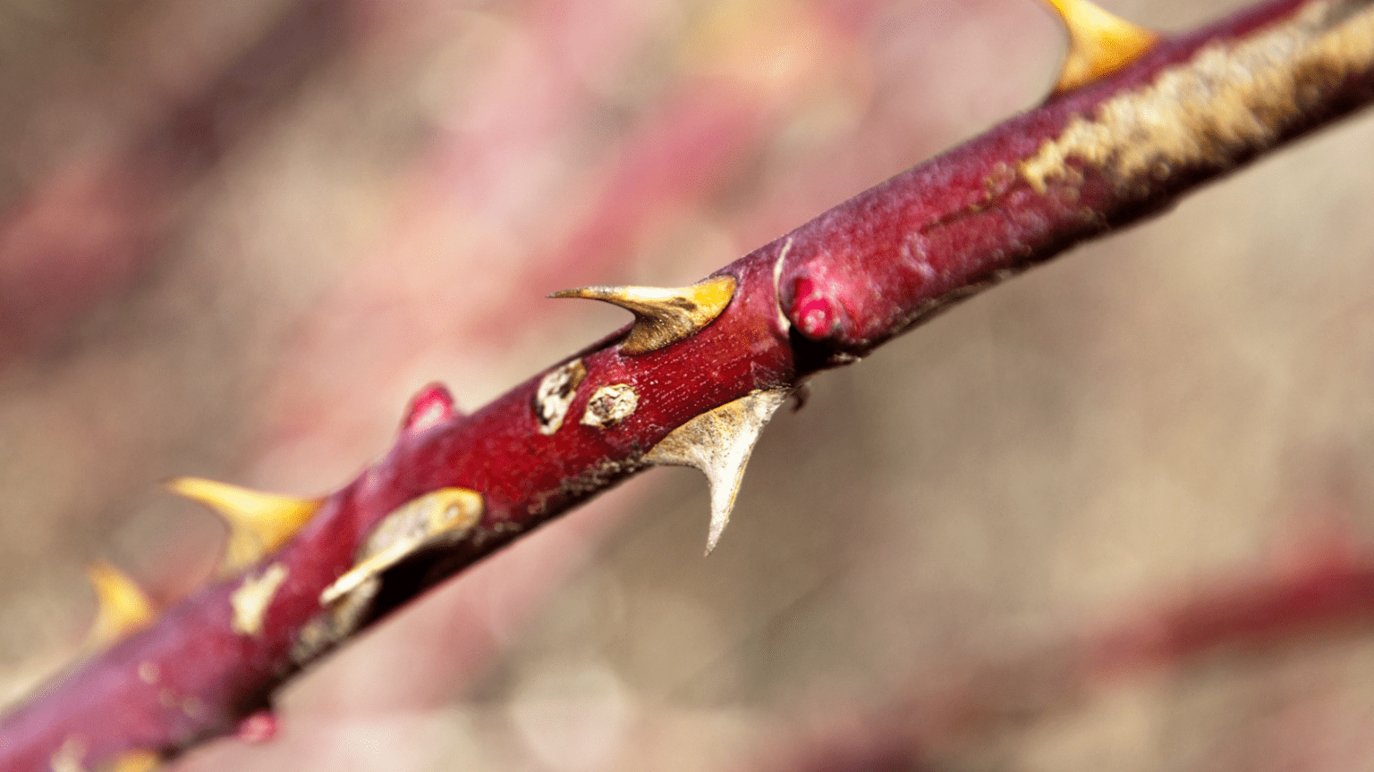 Dog Rose (Rosa canina) | TCV