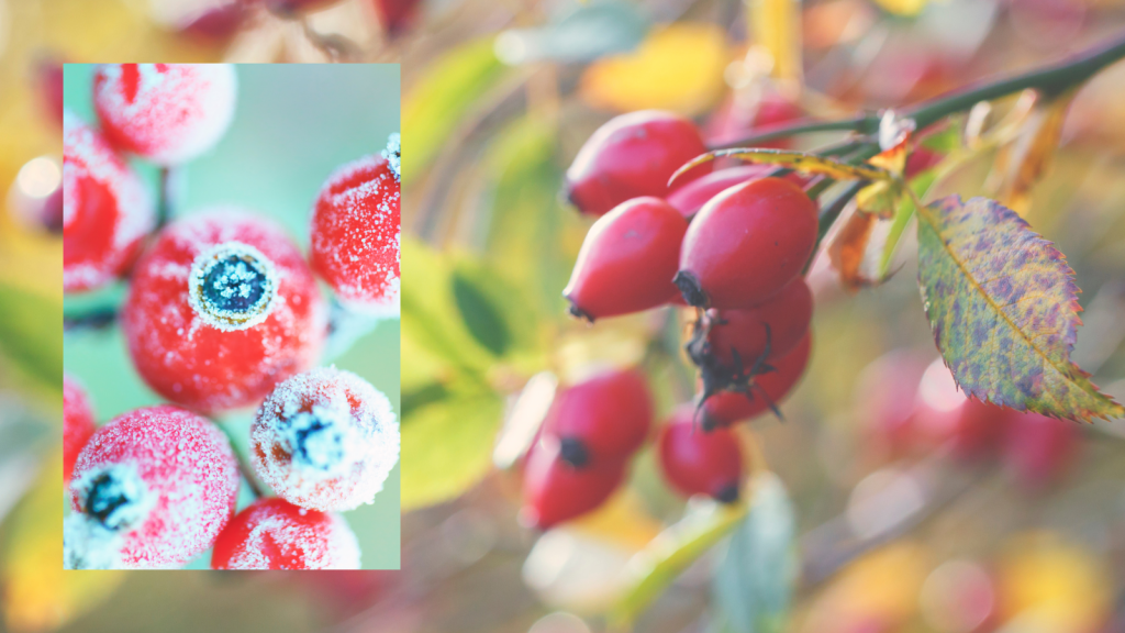 Dog Rose (Rosa canina) | TCV