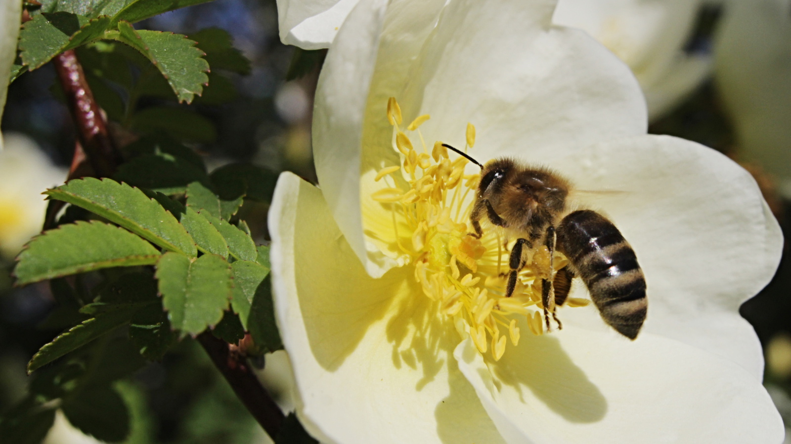Dog Rose (Rosa canina) | TCV