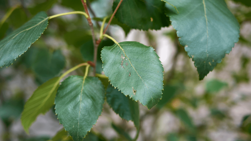 Downy Birch (Betula pubescens) | TCV