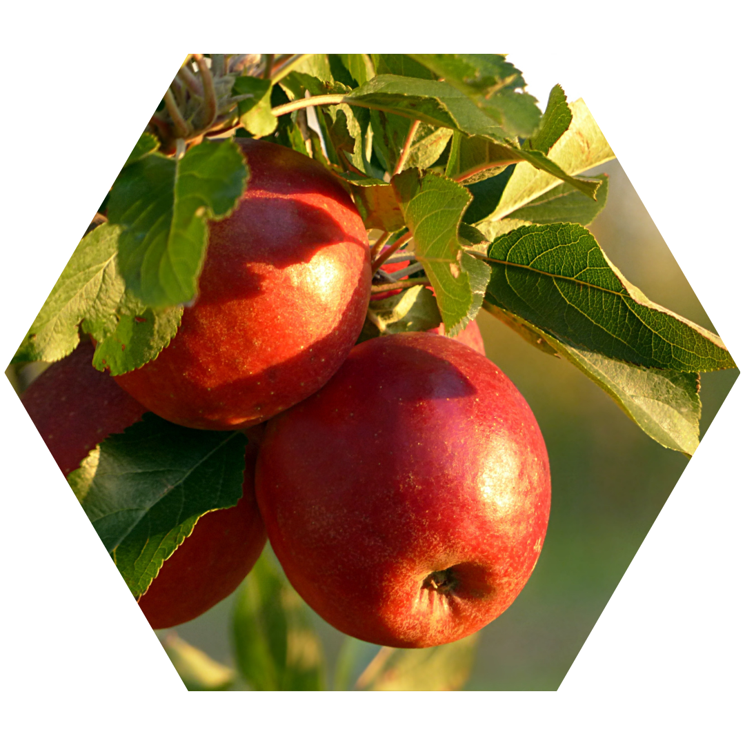 Free Trees for Communities Across the UK