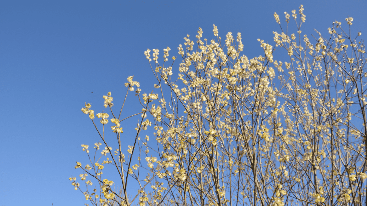 Goat Willow (Salix caprea) | TCV