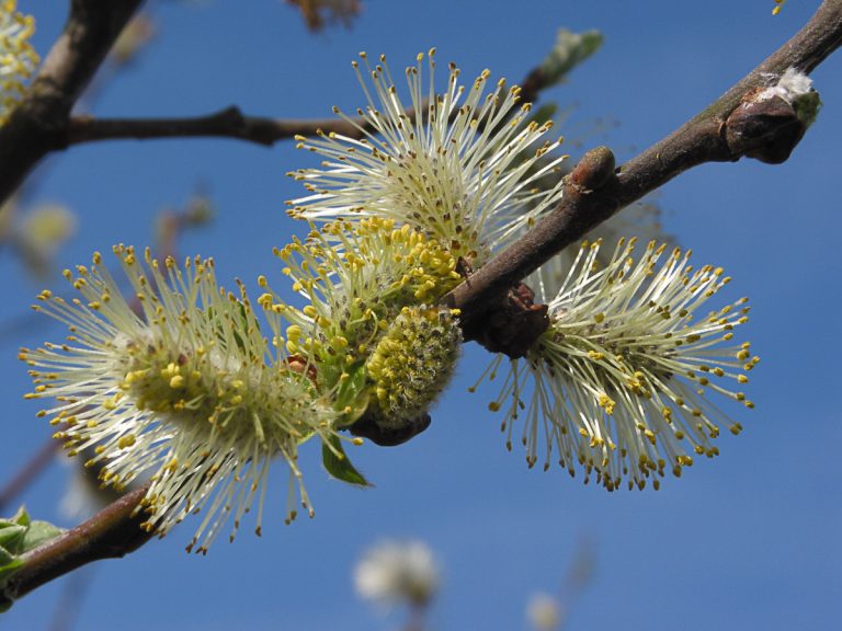 Grey Willow (Salix cinerea) | TCV