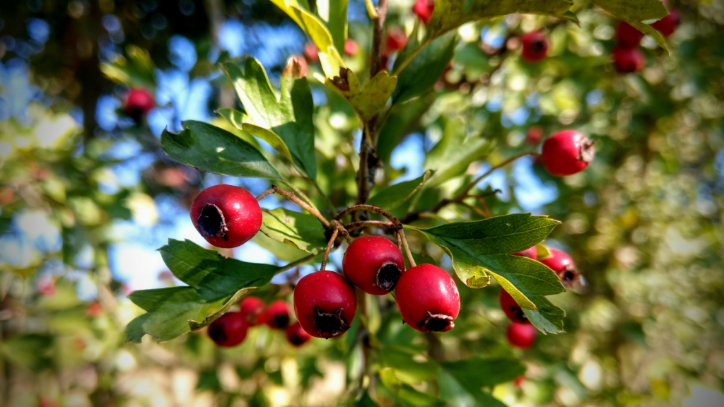 Hawthorn (Crataegus monogyna) | TCV