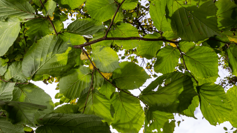 Hazel (Corylus avellana) Tree Profile