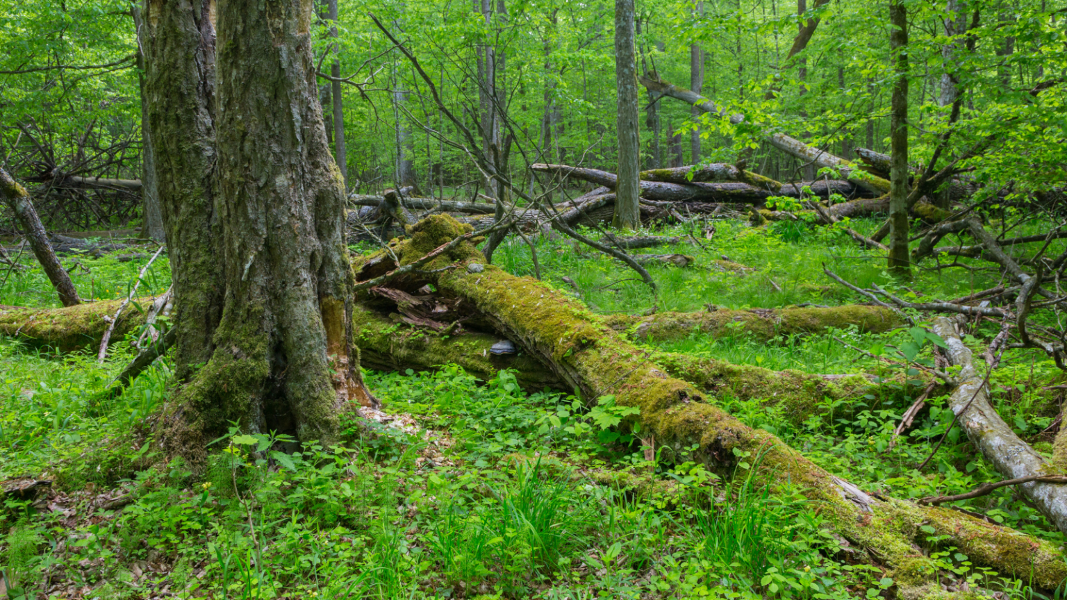 Hornbeam (Carpinus betulus) Tree Profile