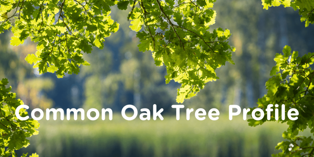 Free Trees for Communities Across the UK