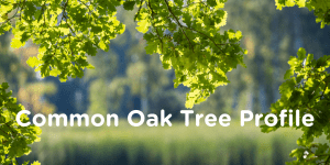 Free Trees for Communities Across the UK