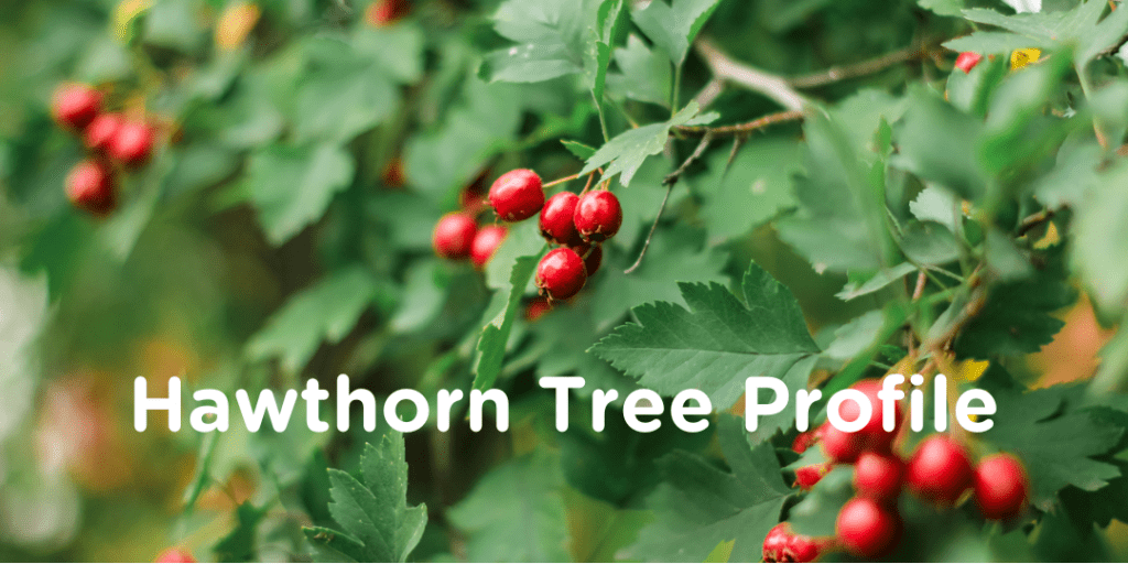 Free Trees for Communities Across the UK