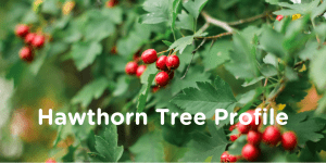 Free Trees for Communities Across the UK