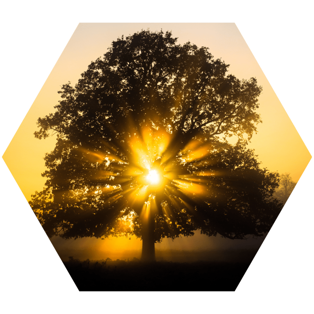 Free Trees for Communities Across the UK