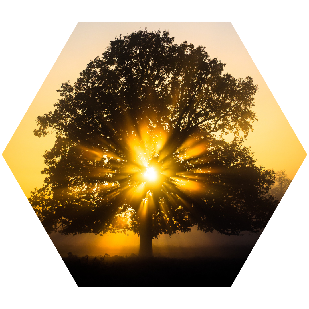 Free Trees for Communities Across the UK