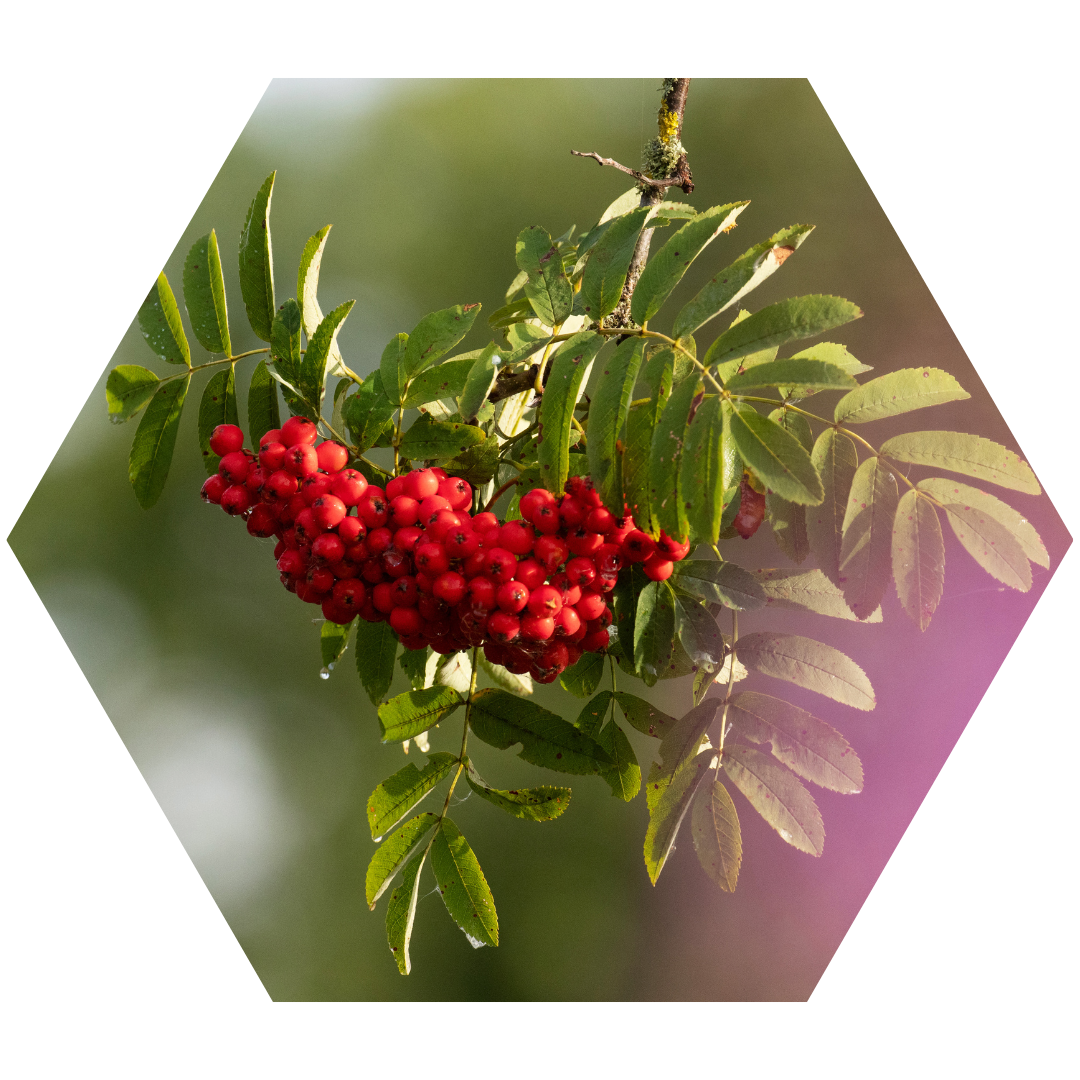 Free Trees for Communities Across the UK