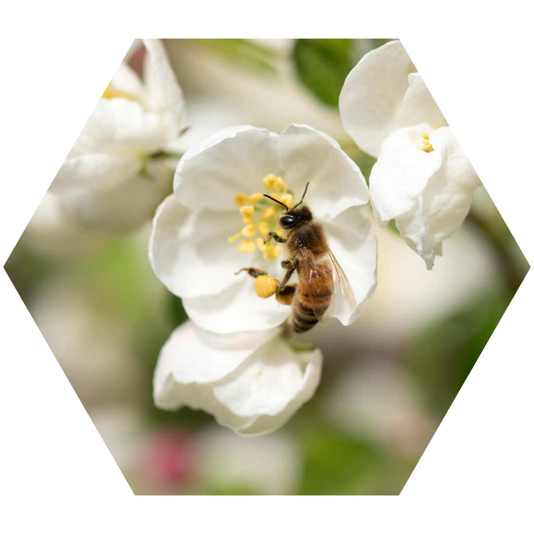 Free Trees for Communities Across the UK