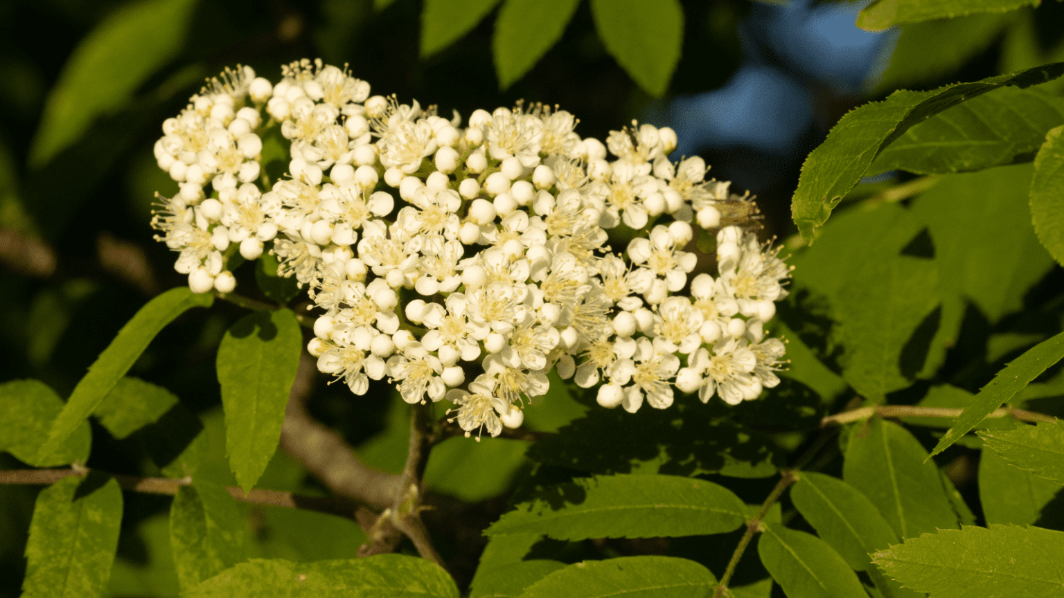Rowan (Sorbus aucuparia) | TCV