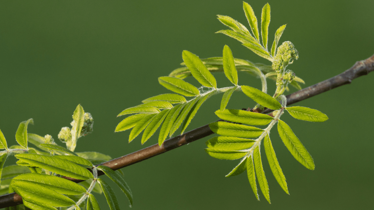 Rowan (Sorbus aucuparia) | TCV
