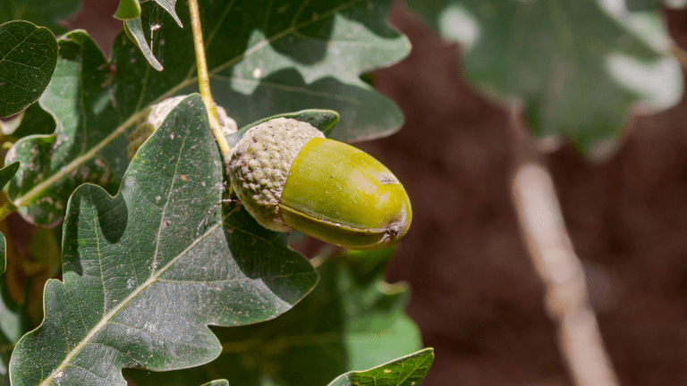 Common Oak (Quercus Robur) Tree Profile