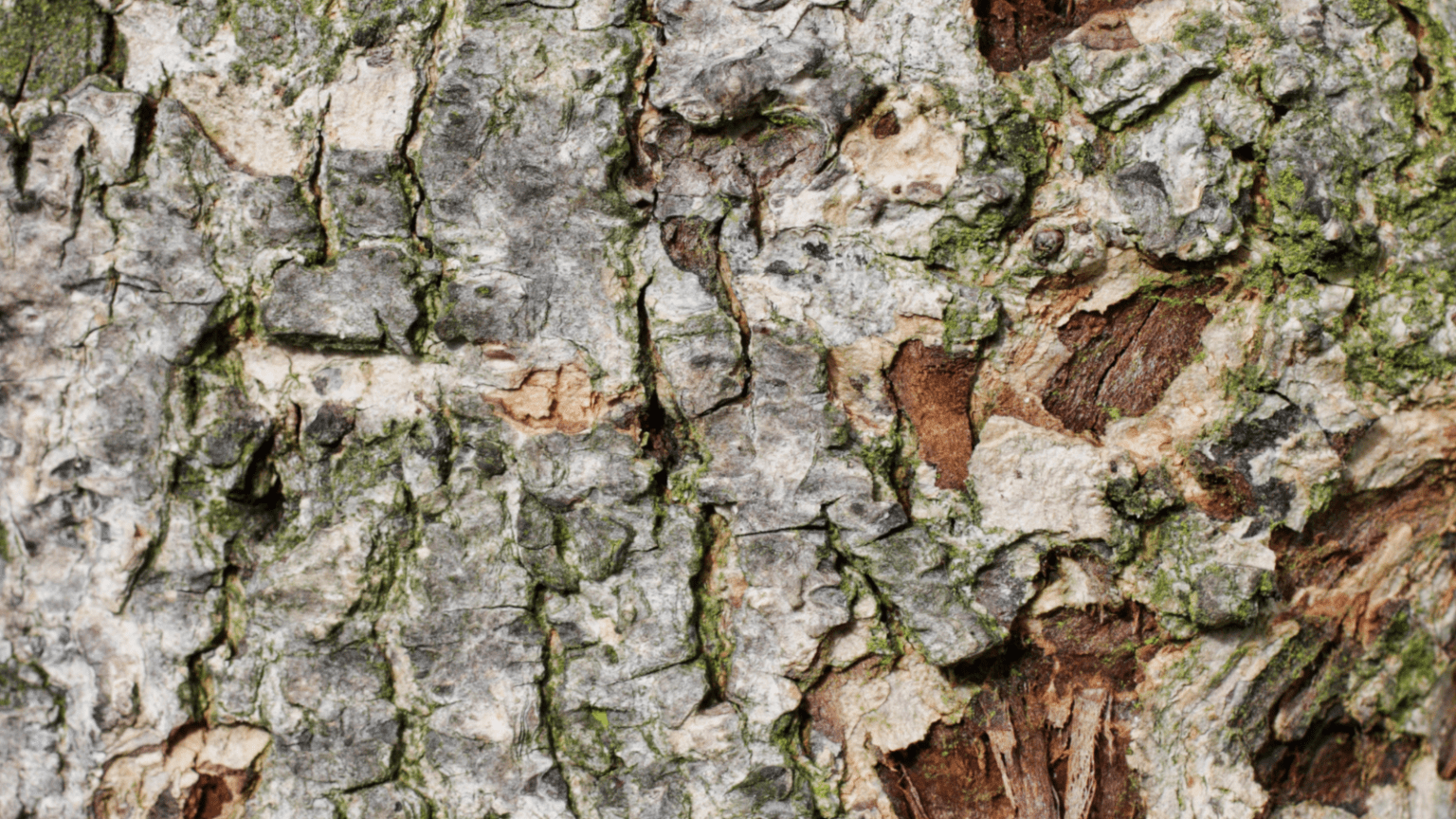 Field Maple (Acer campestre) Tree Profile