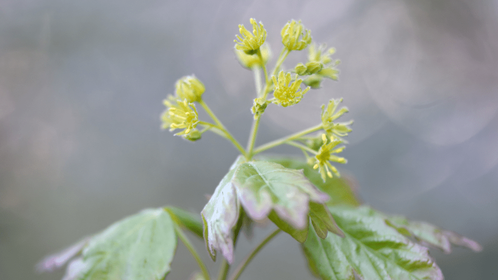 Field Maple (Acer campestre) Tree Profile