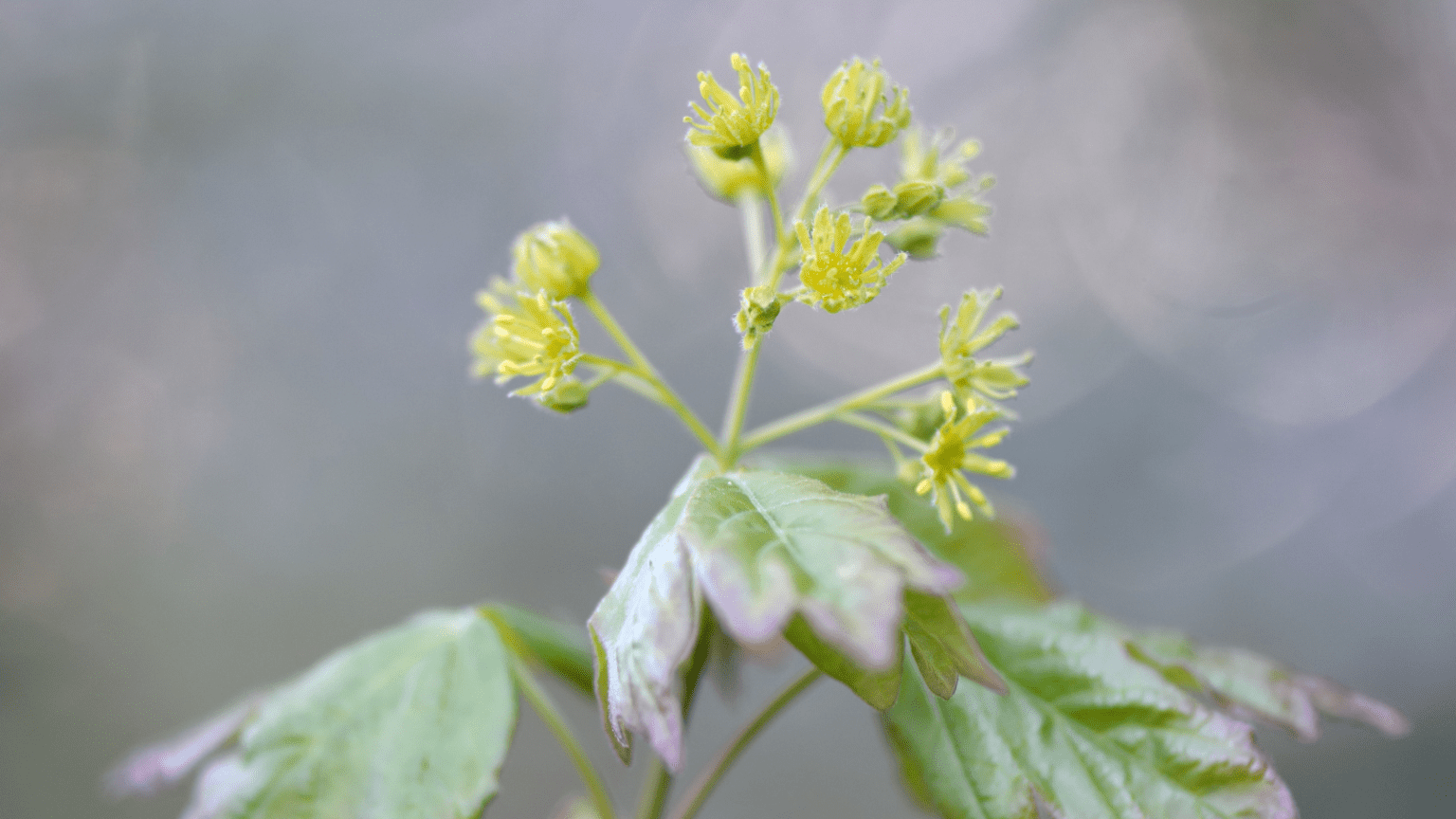 Field Maple (Acer campestre) Tree Profile