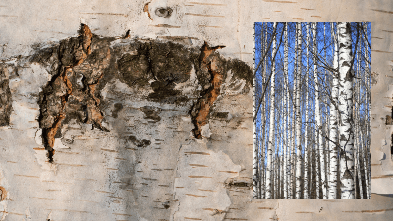 Silver Birch (Betula pendula) | TCV