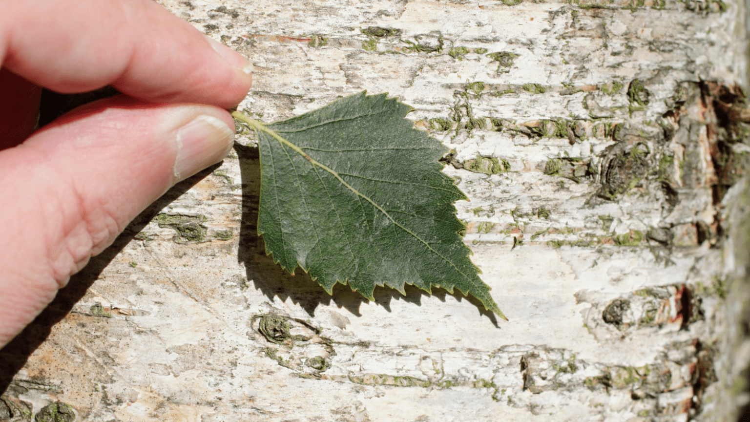 Silver Birch (Betula pendula) | TCV