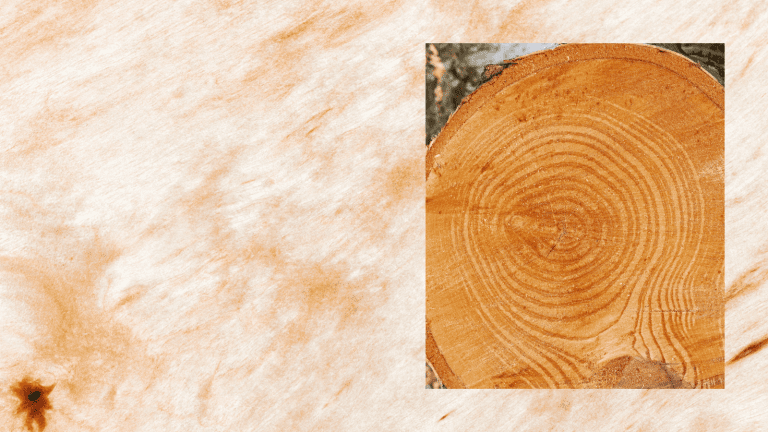 Silver Birch (Betula pendula) | TCV