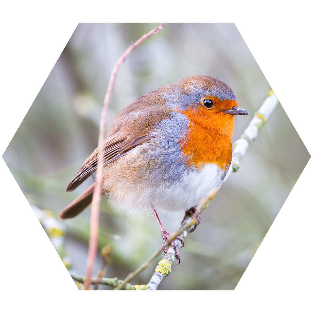 Free Trees for Communities Across the UK