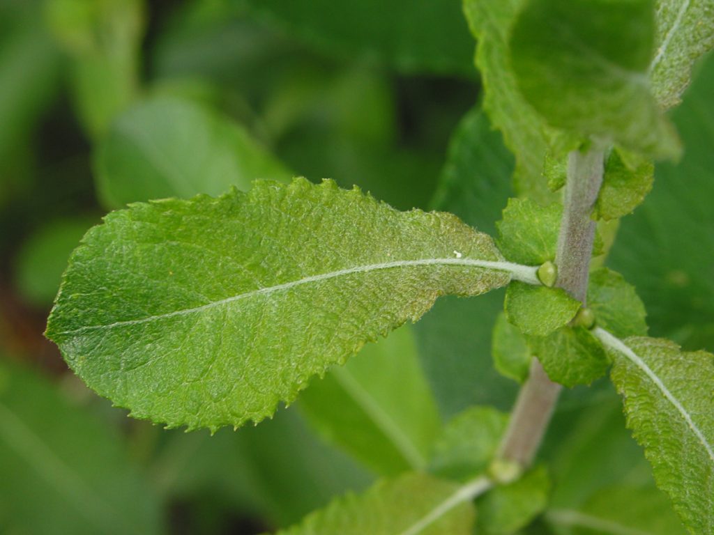 Grey Willow (Salix cinerea) | TCV
