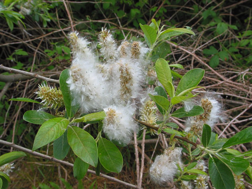Grey Willow (Salix cinerea) | TCV