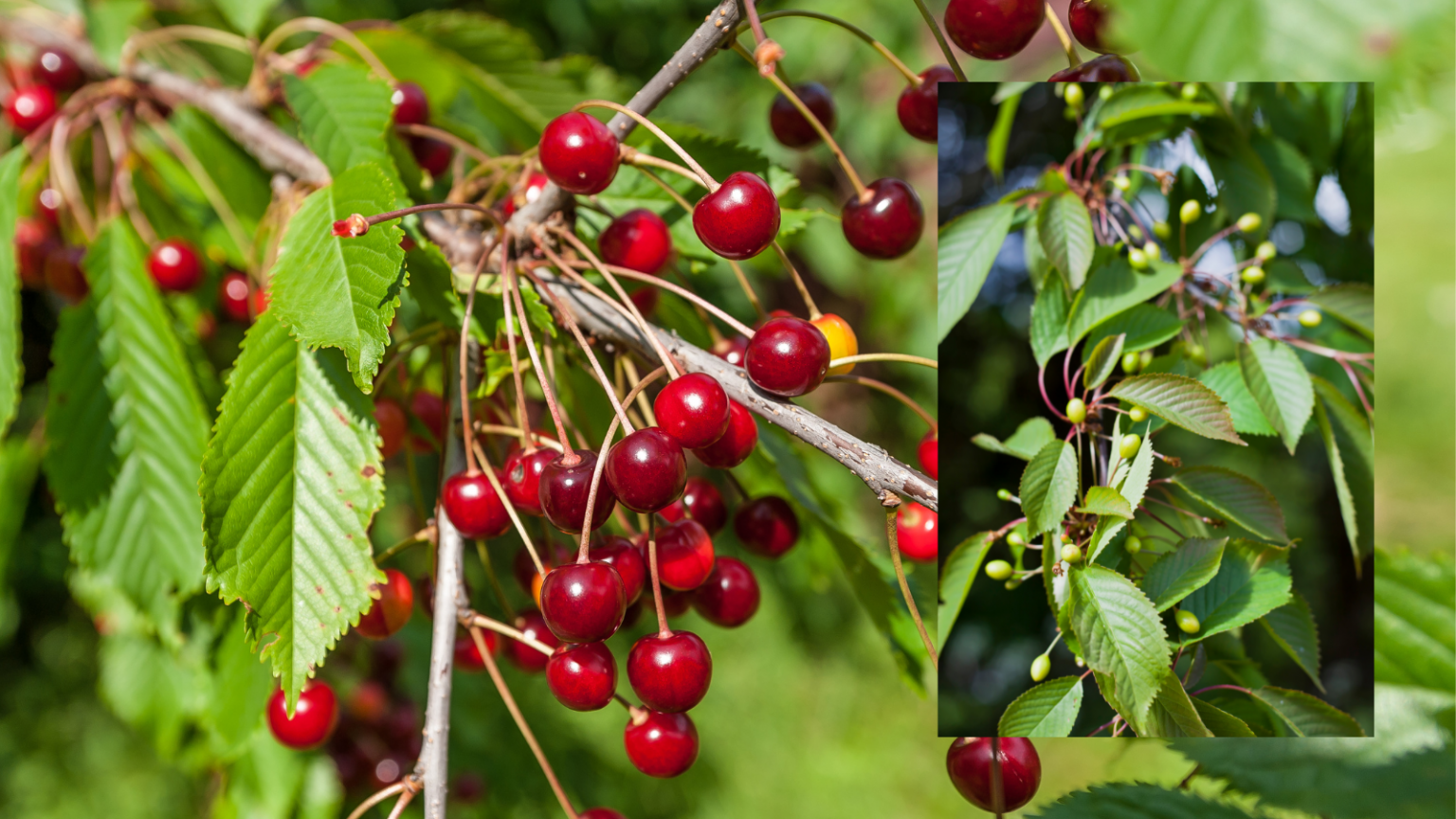 Wild cherry (Prunus avium) | TCV