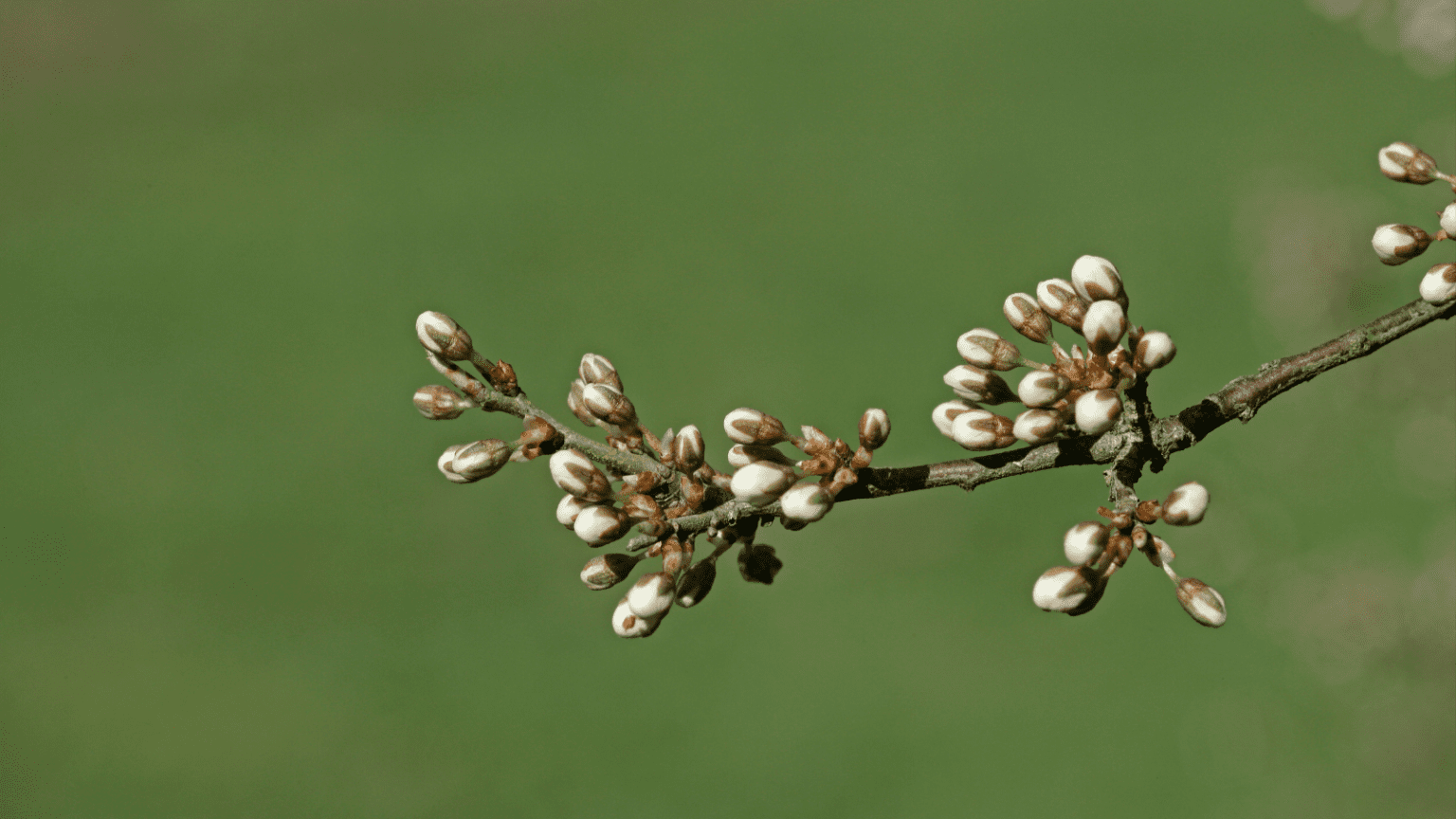 Blackthorn (Prunus spinosa) | TCV