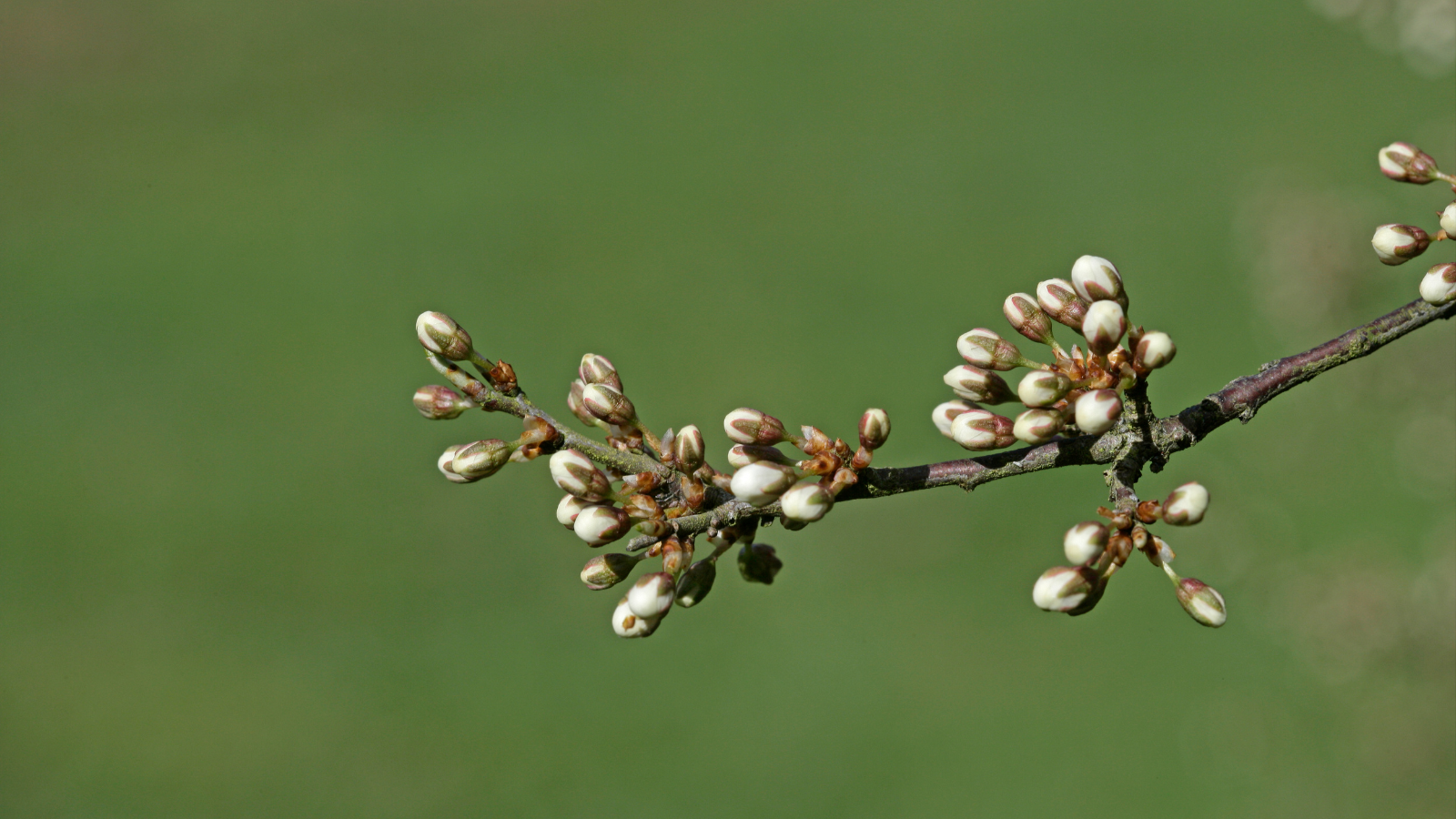 Blackthorn (Prunus spinosa) | TCV